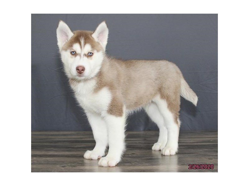 Siberian Husky Puppy Red / White ID:15782 Located at Petland Columbus, Ohio