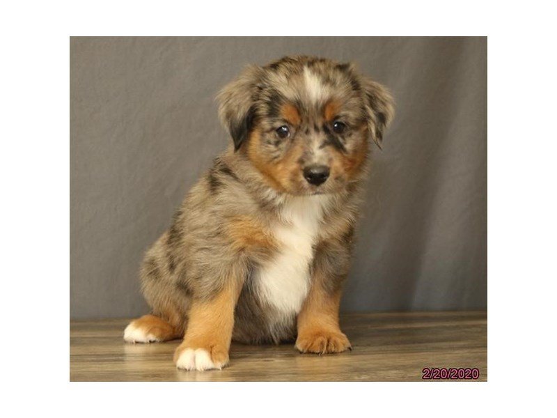 Miniature American Shepherd-DOG-Male-Blue Merle-2647832-Petland ...