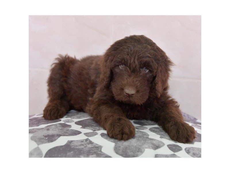 Newfie Poo-DOG-Male-Black / White-2208526-Petland Columbus, Ohio