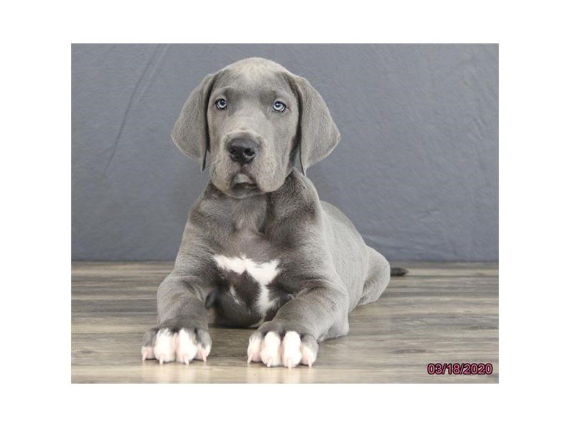 Great Dane-DOG-Male-Blue-2661369-Petland Columbus, Ohio