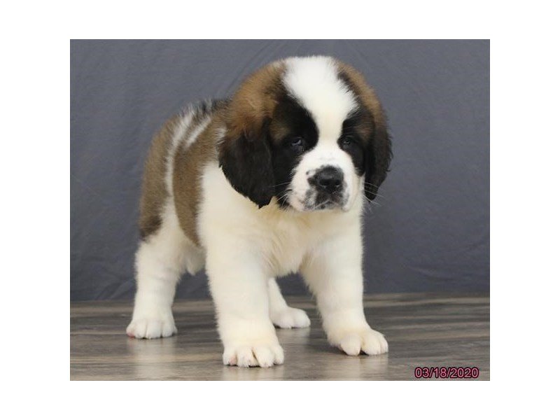 Saint Bernard-DOG-Male-Brown / White-2661379-Petland Carriage Place