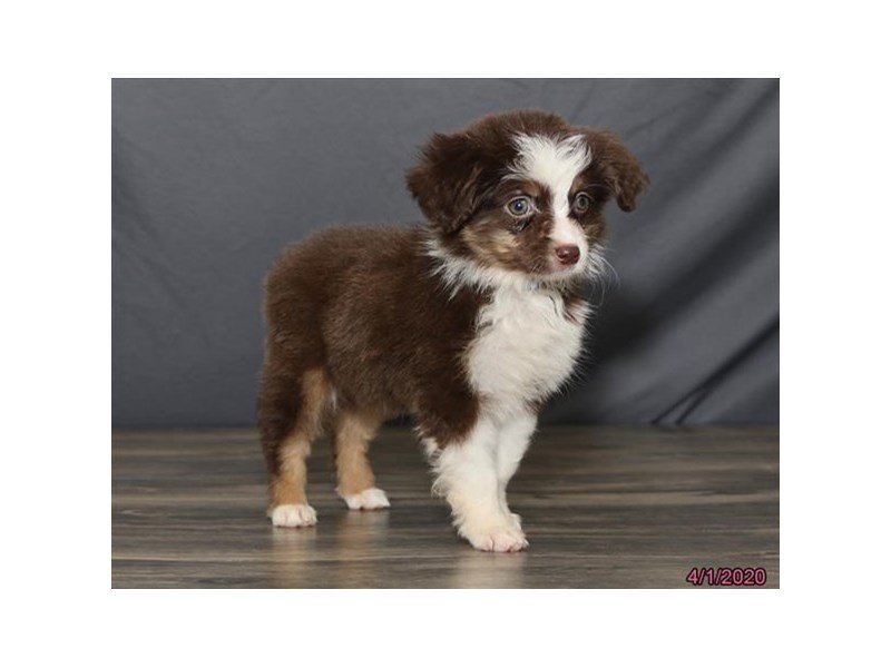 Miniature Australian Shepherd-DOG-Female-Red / Tan-2673813-Petland ...