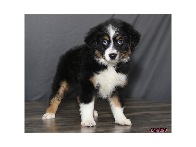 Miniature Australian Shepherd-DOG-Male-Black Tan / White-2673815 ...