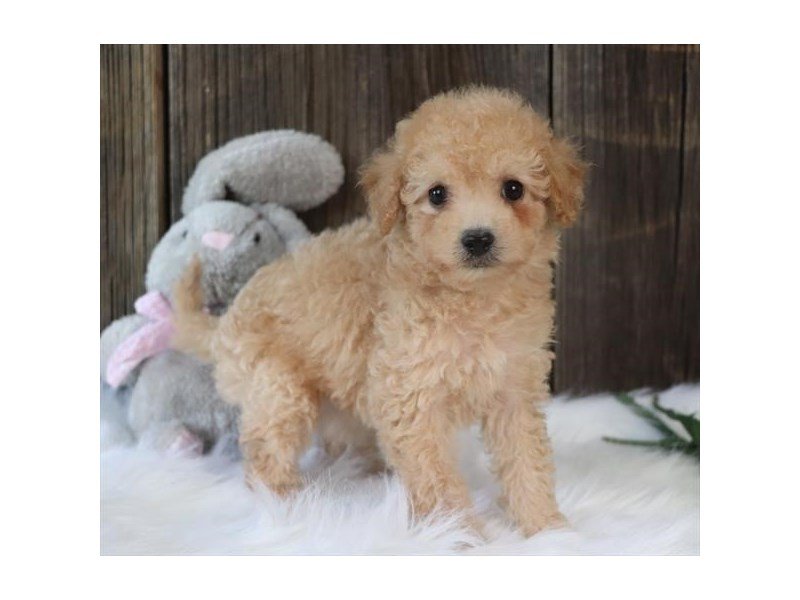 Poodle/Bichon-DOG-Female-Apricot-2673817-Petland Columbus, Ohio