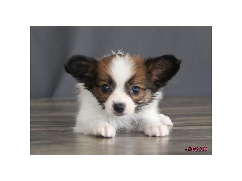 Papillon-DOG-Male-Sable / White-2680375-Petland Columbus, Ohio