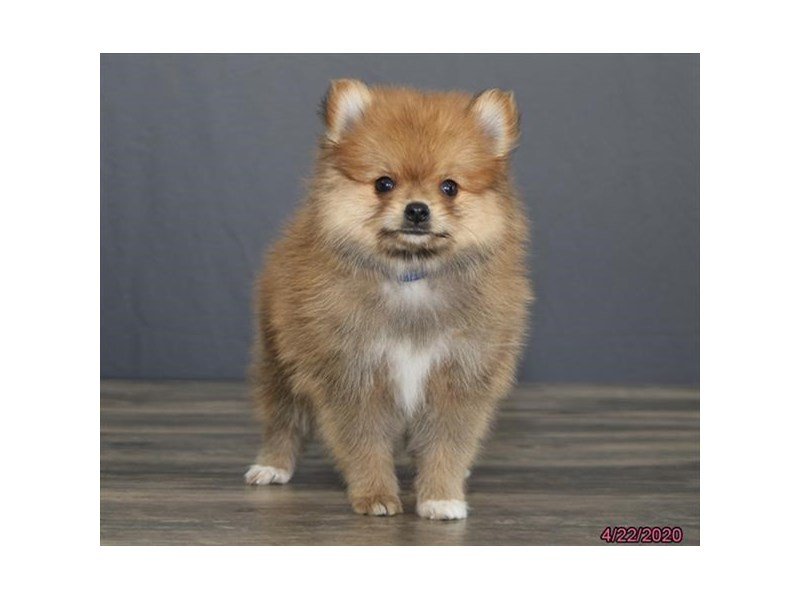 Pomeranian-DOG-Male-Red Sable-2693682-Petland Carriage Place