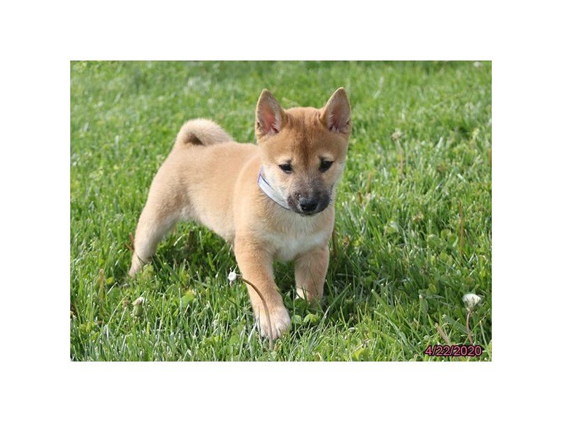 Shiba Inu-DOG-Male-Red Sesame-2693707-Petland Columbus, Ohio