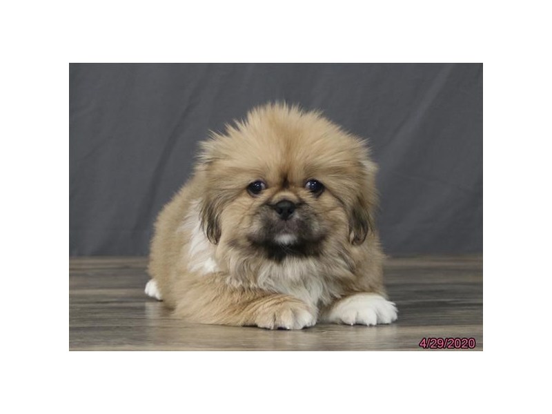 Pekingese Puppy Sable / White ID:16029 Located at Petland Columbus, Ohio