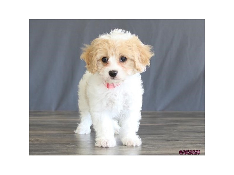 Cavachon-DOG-Female-White / Apricot-2734495-Petland Carriage Place