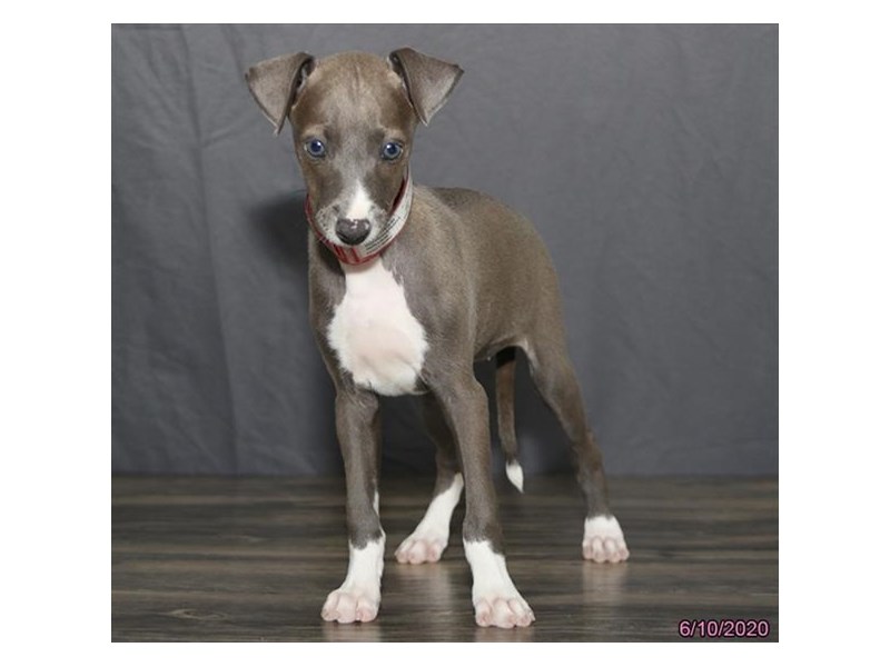 Italian Greyhound-DOG-Female-Blue-2741842-Petland Carriage Place