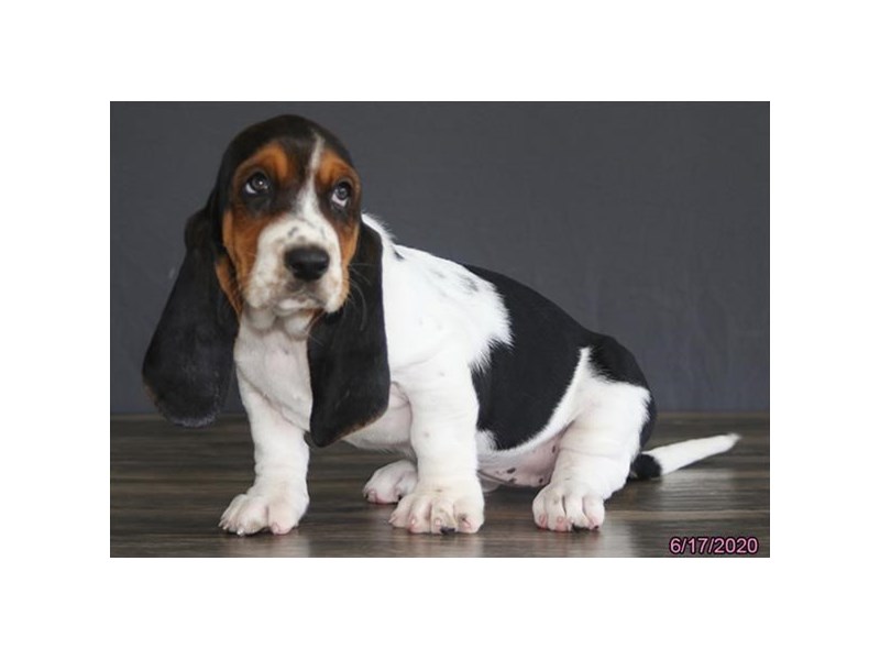 Basset Hound-DOG-Female-Tri-Colored-2748895-Petland Carriage Place