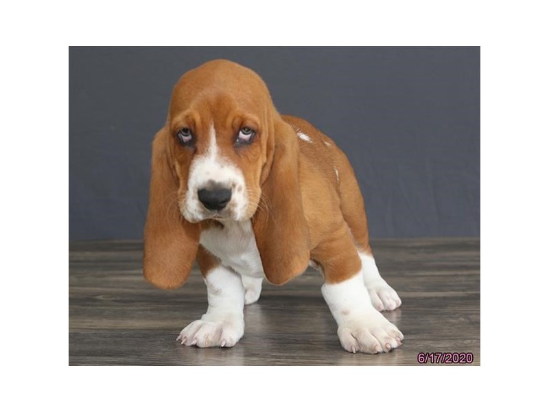 Basset Hound-DOG-Male-Red / White-2748897-Petland Columbus, Ohio