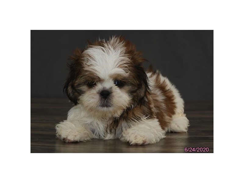 Shih Tzu-DOG-Male-Liver / White-2756395-Petland Carriage Place