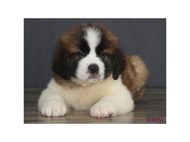 Saint Bernard-DOG-Male-Brown / White-2772049-Petland Carriage Place