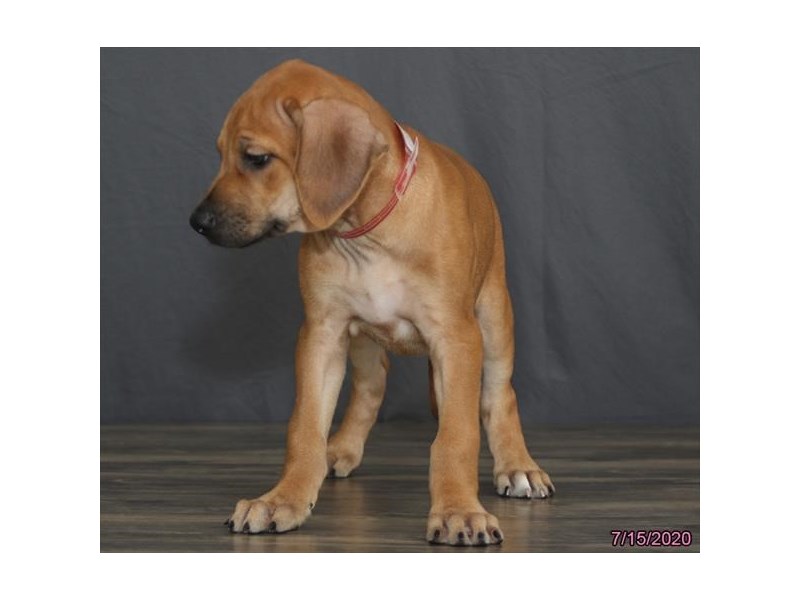 Rhodesian Ridgeback-DOG-Female-Red-2779700-Petland Columbus, Ohio