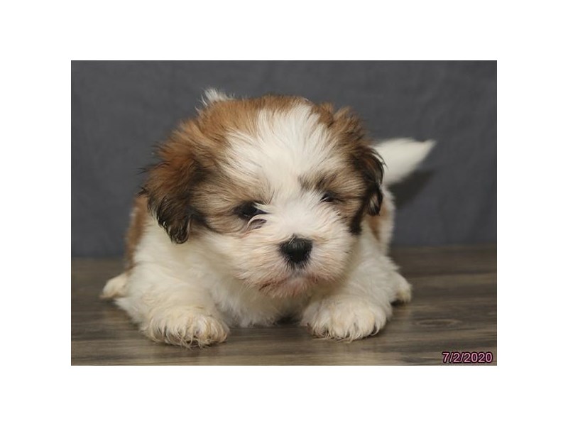 Lhasa Apso-DOG-Male-Red / White-2779702-Petland Carriage Place