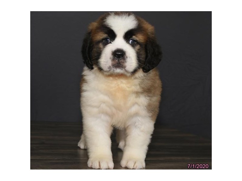 Saint Bernard-DOG-Female-Brown / White-2764023-Petland Carriage Place