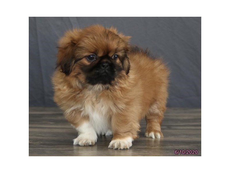 Pekingese Puppies Petland Carriage Place