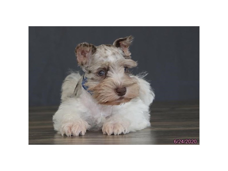 Miniature Schnauzer-DOG-Male-Chocolate Merle-2756411-Petland Carriage Place
