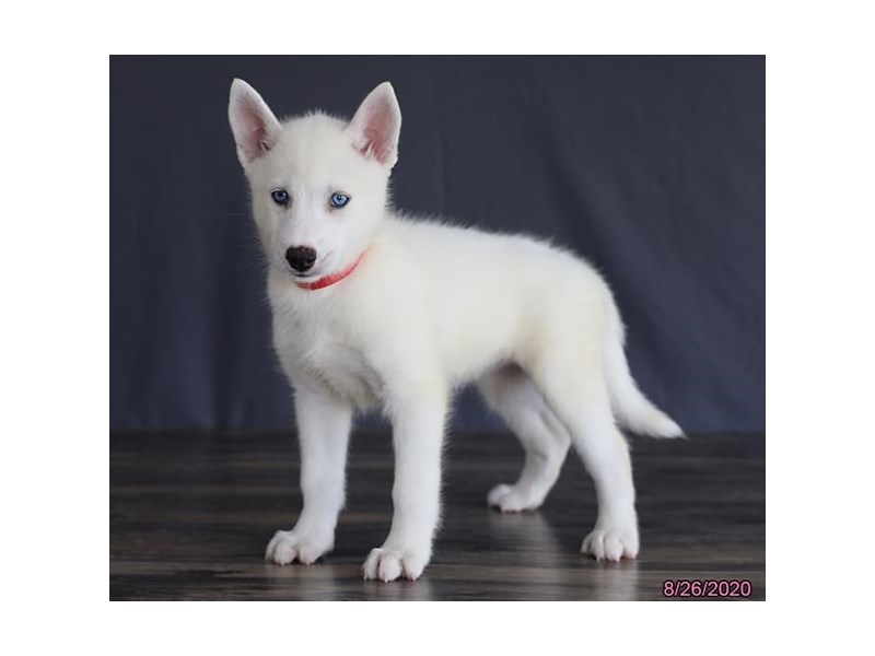 Siberian Husky-DOG-Female-White-2824512-Petland Carriage Place
