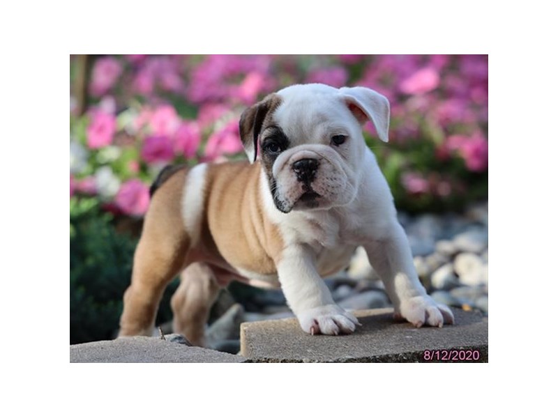 English Bulldog-DOG-Male-Fawn / White-2824526-Petland Carriage Place