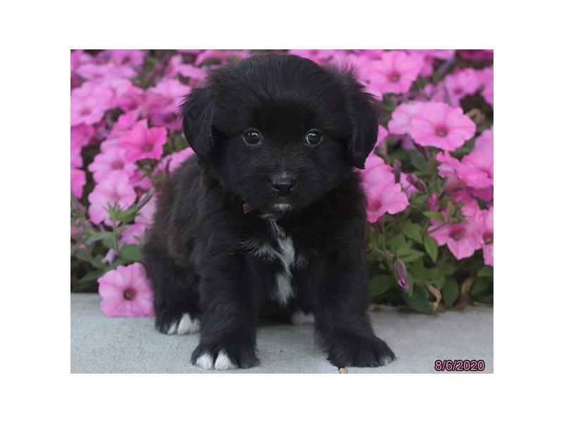 Mini Aussie Poo-DOG-Female-Black/ White-2824588-Petland Columbus, Ohio