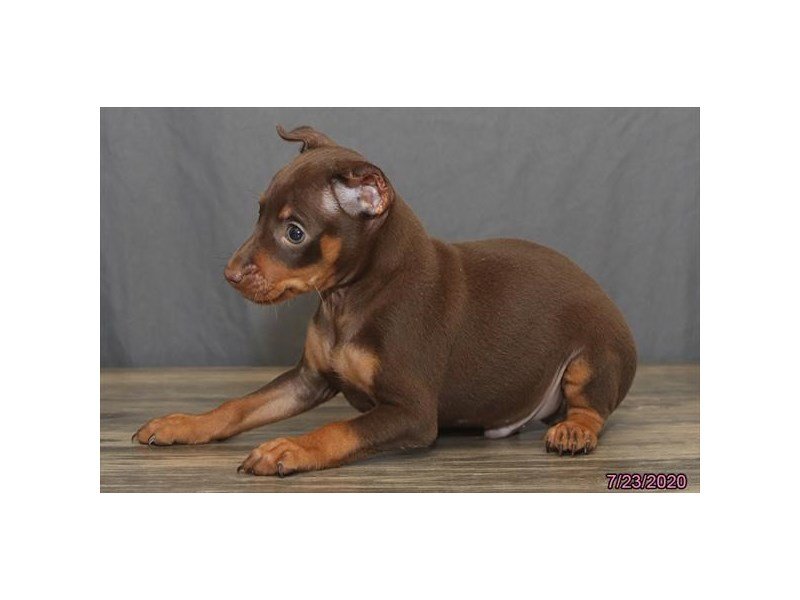 Miniature Pinscher-DOG-Male-Chocolate / Tan-2801243-Petland Carriage Place