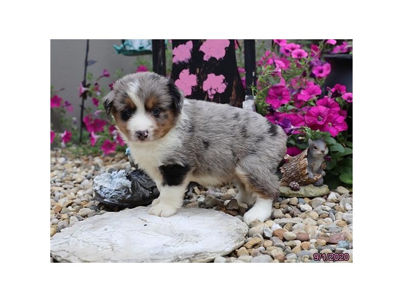 Miniature American Shepherd-DOG-Male-Blue Merle-2854132-Petland ...