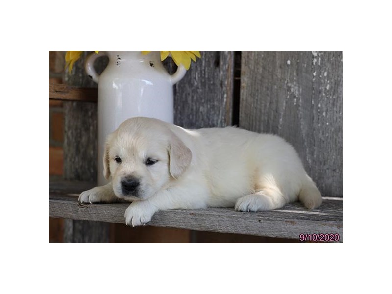 Golden Retriever-DOG-Female-Light Golden-2861418-Petland Carriage Place