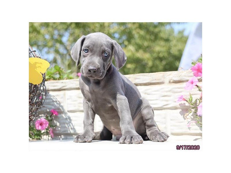 Weimaraner-DOG-Male-Blue-2868796-Petland Carriage Place
