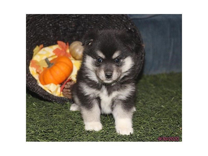 Pomsky-DOG-Female-Black Tan / White-2882787-Petland Columbus, Ohio