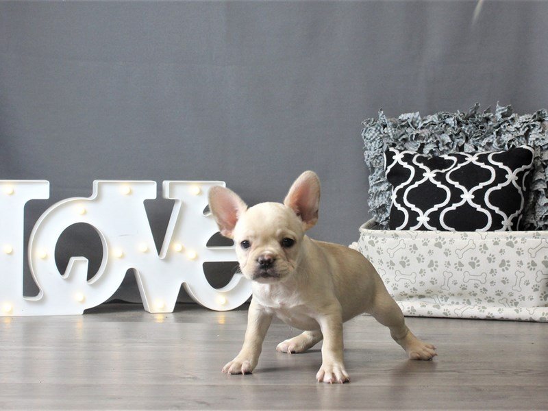 French Bulldog-DOG-Female-Cream-2882791-Petland Columbus, Ohio