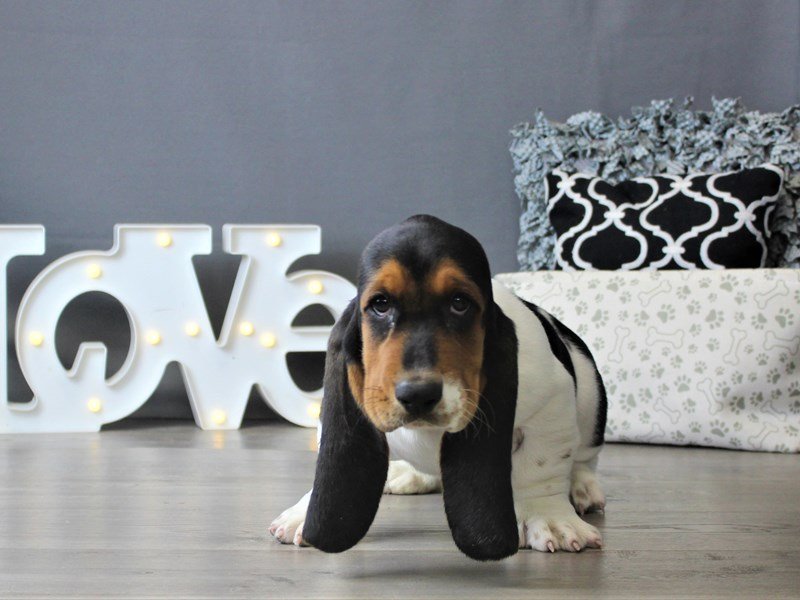 Basset Hound-DOG-Male-Tri-Colored-2896426-Petland Columbus, Ohio