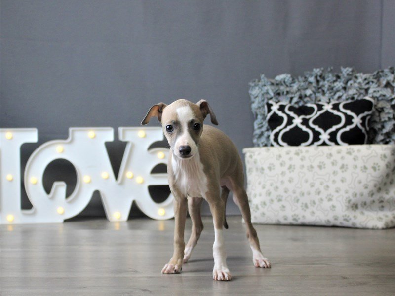 Italian Greyhound-DOG-Female-Blue Fawn-2896424-Petland Carriage Place