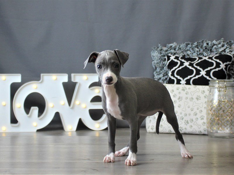 Italian Greyhound-DOG-Male-Blue Fawn-2854157-Petland Carriage Place