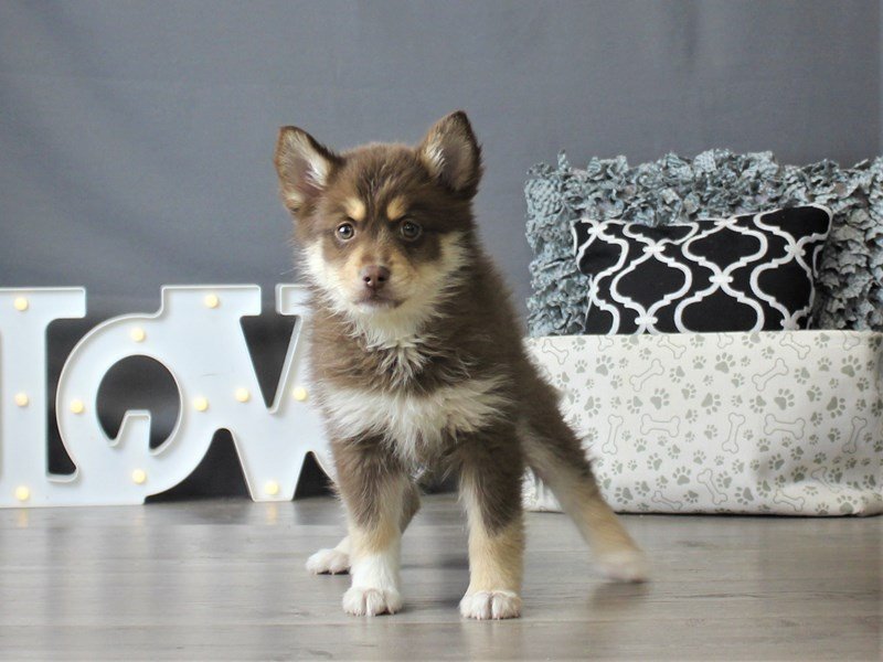 Pomsky-DOG-Female-Chocolate / Tan-2917665-Petland Columbus, Ohio