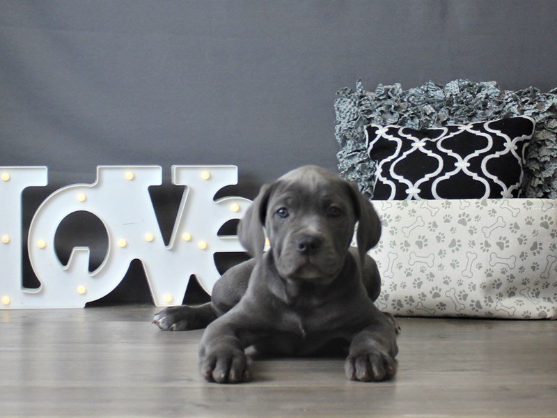 Cane Corso-DOG-Female-Blue Brindle-2917668-Petland Columbus, Ohio