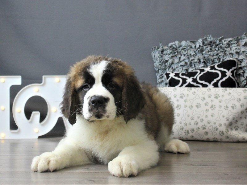 Saint Bernard-DOG-Male-Brown / White-2574430-Petland Carriage Place