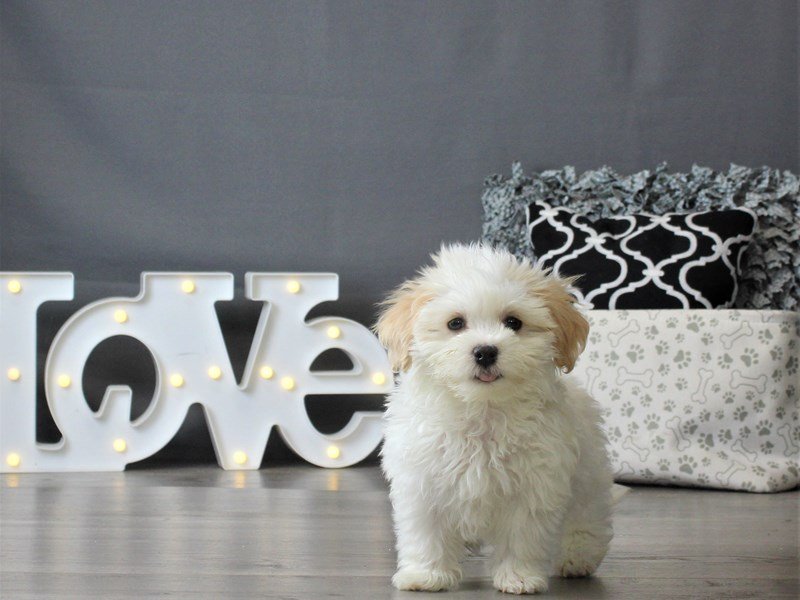 Cream Havanese
