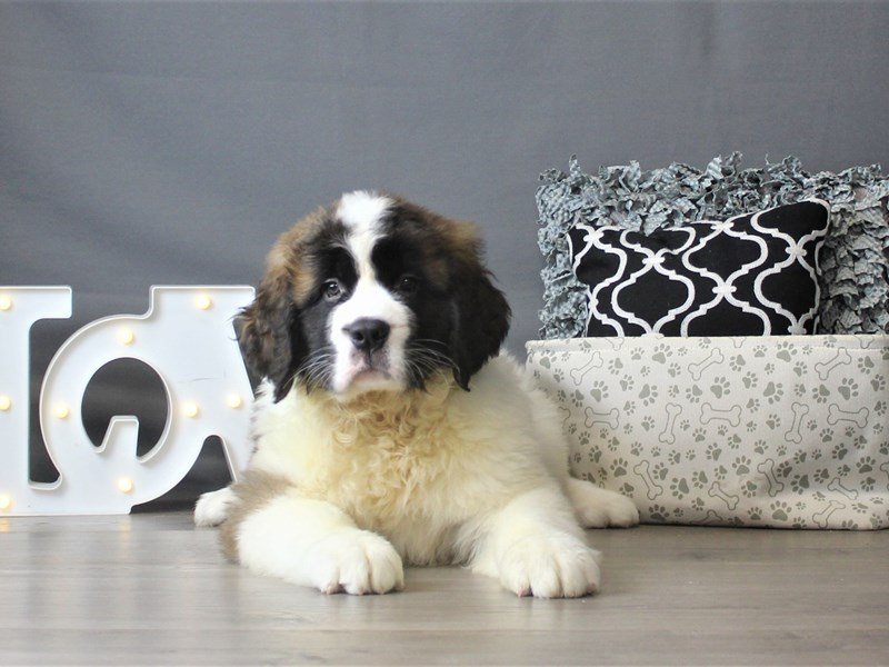 Saint Bernard-DOG-Male-Brown / White-2058692-Petland Columbus, Ohio