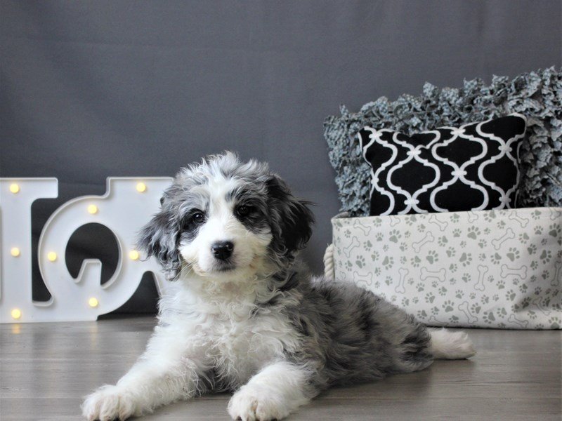 Australian Shepherd Poodle Puppy - Aussiedoodle Complete Guide Info ...