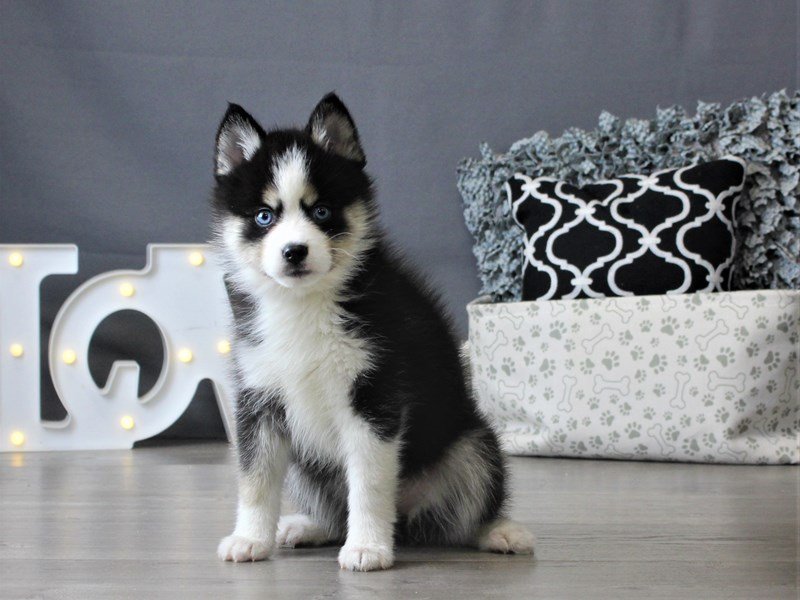 Pomsky-DOG-Female-Black / White-2947495-Petland Carriage Place