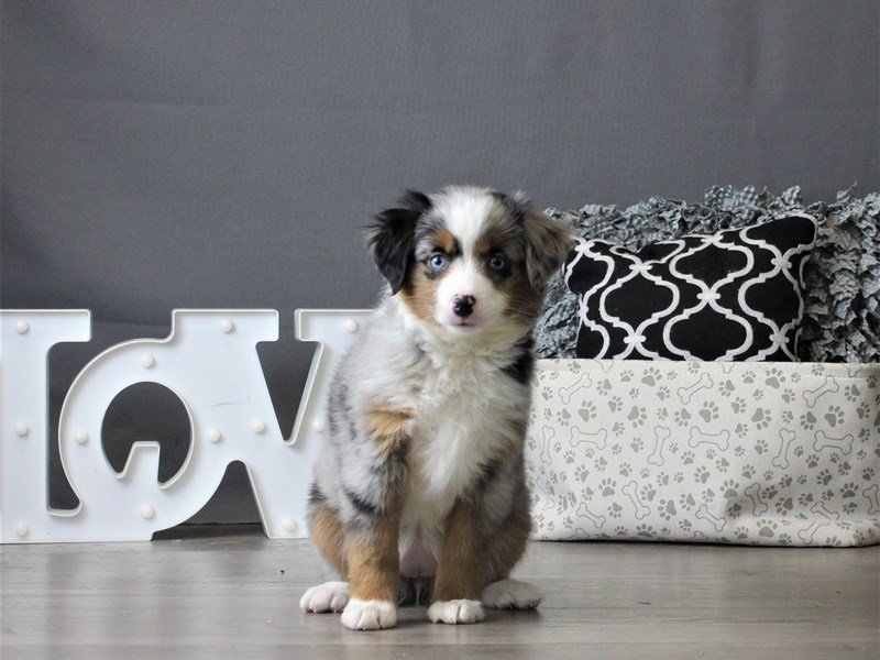 Miniature American Shepherd Puppy Blue Merle ID:16992 Located at ...