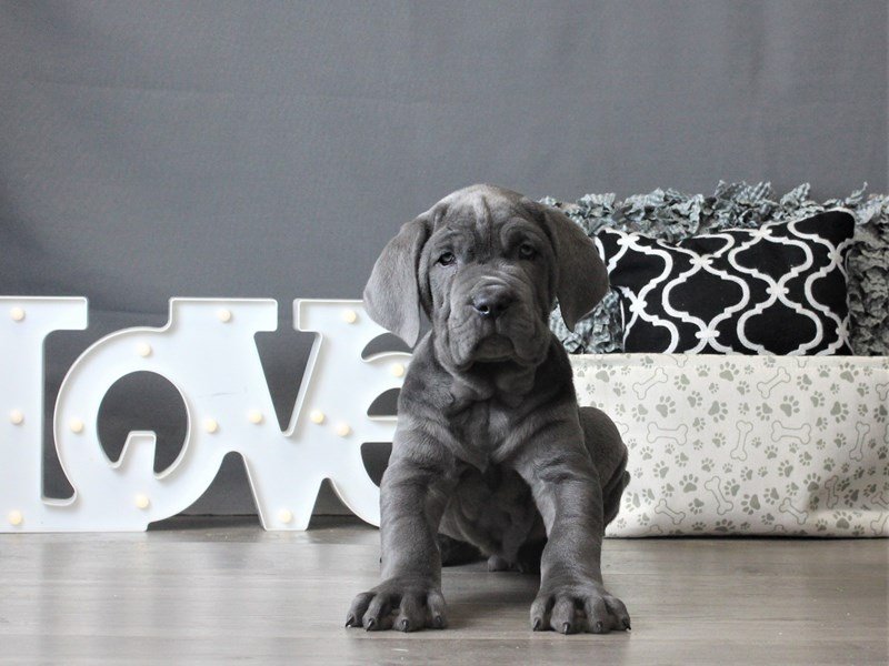 Neapolitan Mastiff-DOG-Male-Blue-2971653-Petland Columbus, Ohio