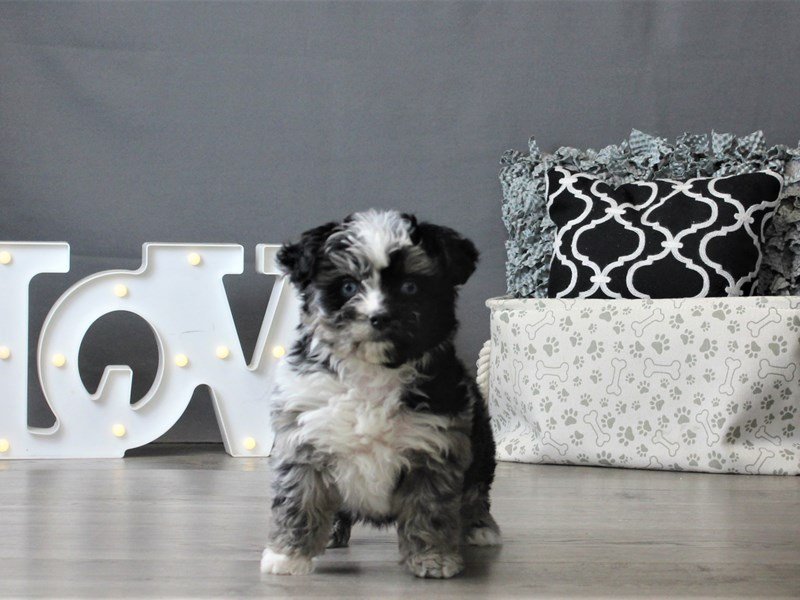 Mini Aussie Poo-DOG-Female-Blue Merle-2988483-Petland Columbus, Ohio