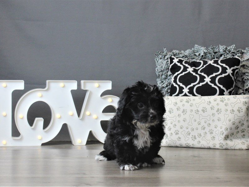 Mini Aussie Poo-DOG-Female-Black / White-2988486-Petland Columbus, Ohio