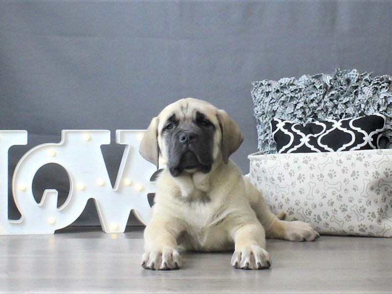 English Mastiff-DOG-Female-Fawn-1957967-Petland Carriage Place