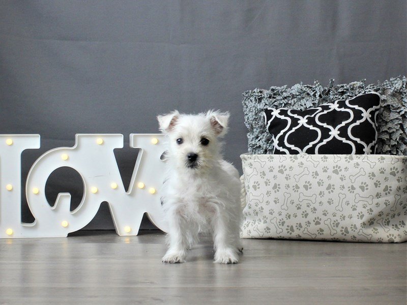 West Highland White Terrier-DOG-Female-White-3014899-Petland Columbus, Ohio