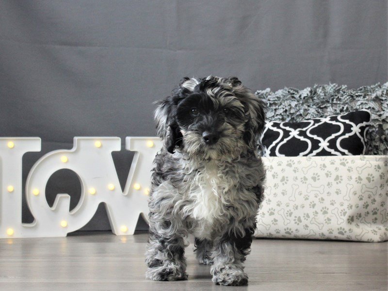 Havanese/Poodle-DOG-Male-Black-3120963-Petland Carriage Place