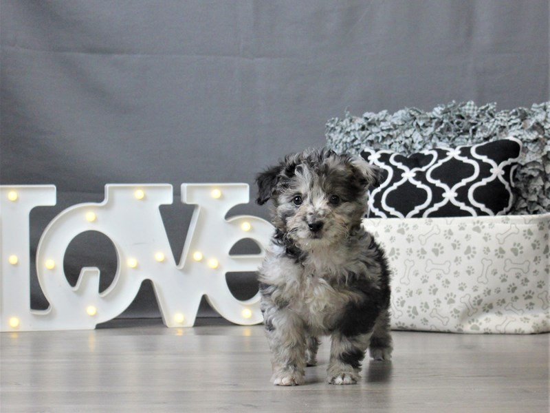 Aussie Poo-DOG-Male-Blue Merle-2510466-Petland Columbus, Ohio